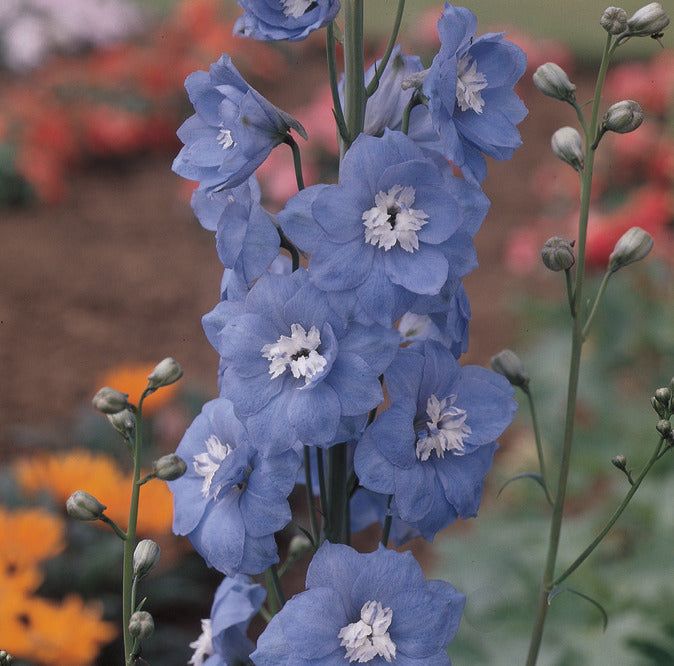 Delphinium 'Magic Fountain Sky Blue/White Bee' | Sky Blue/White Bee De – Maple Leaf Home Gardens