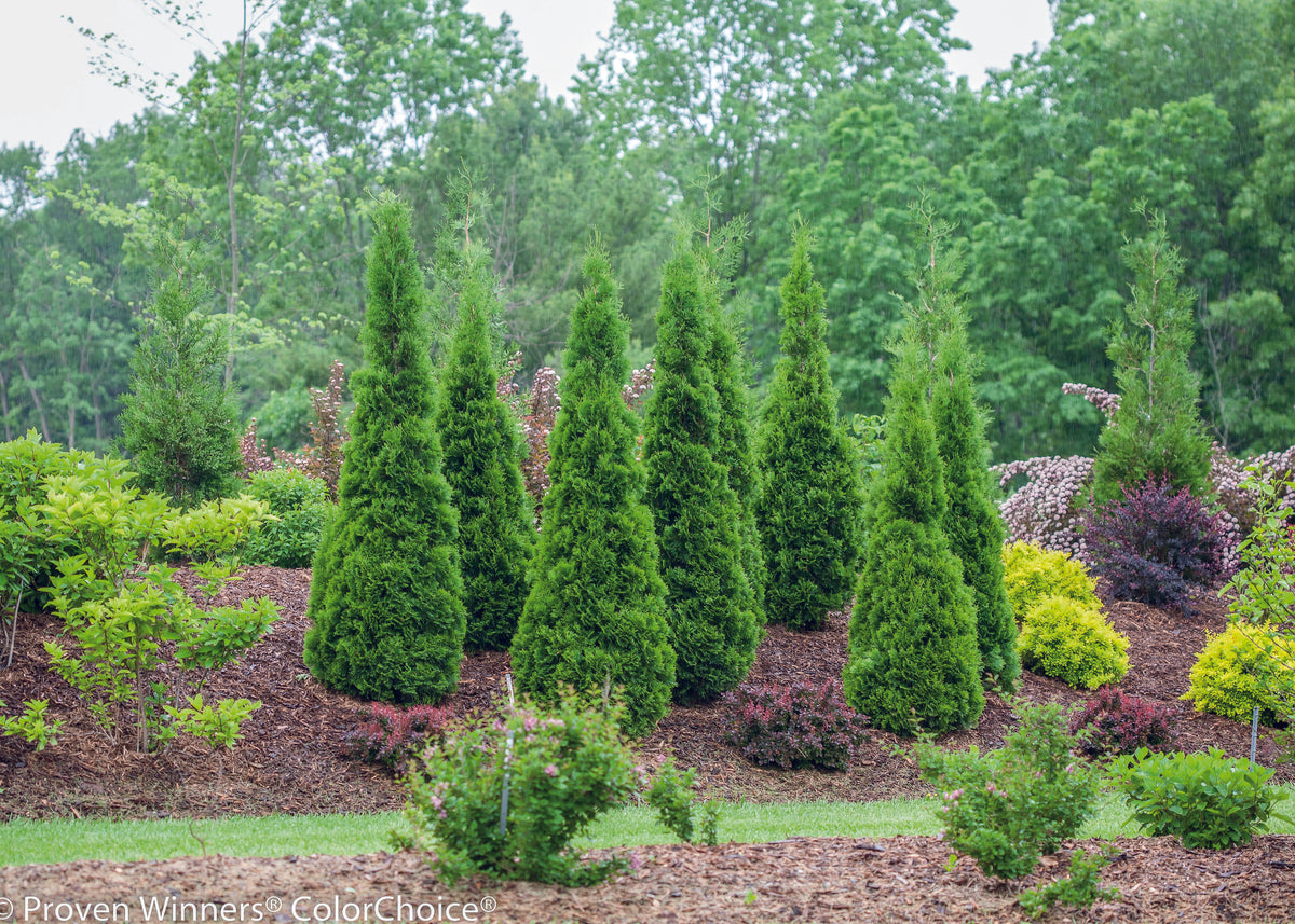 Evergreens - All – Maple Leaf Home Gardens