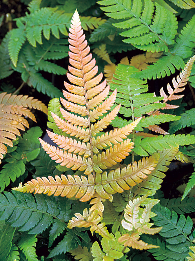 Ferns – Maple Leaf Home Gardens