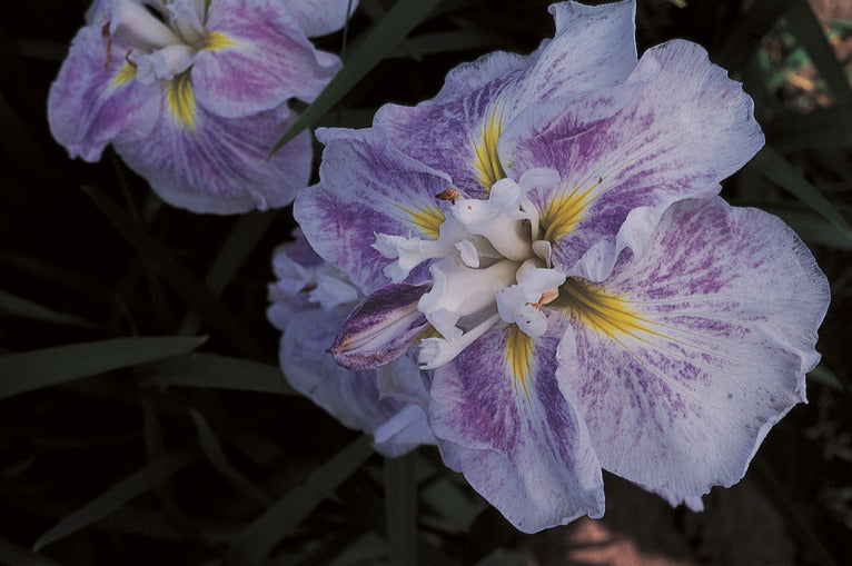 Iris ensata 'Angel Mountain' | Angel Mountain Iris – Maple Leaf Home ...