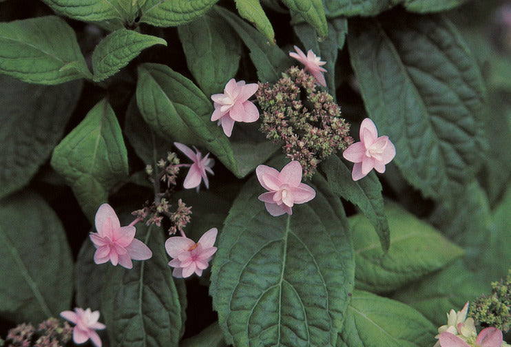 Hydrangea serrata 'MAK20' USPPAF, Can 4,527 | Tuff Stuff™ Reblooming M ...