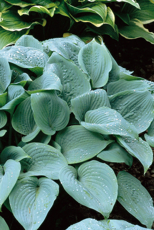 Hosta 'Fragrant Blue' | Fragrant Blue Hosta – Maple Leaf Home Gardens