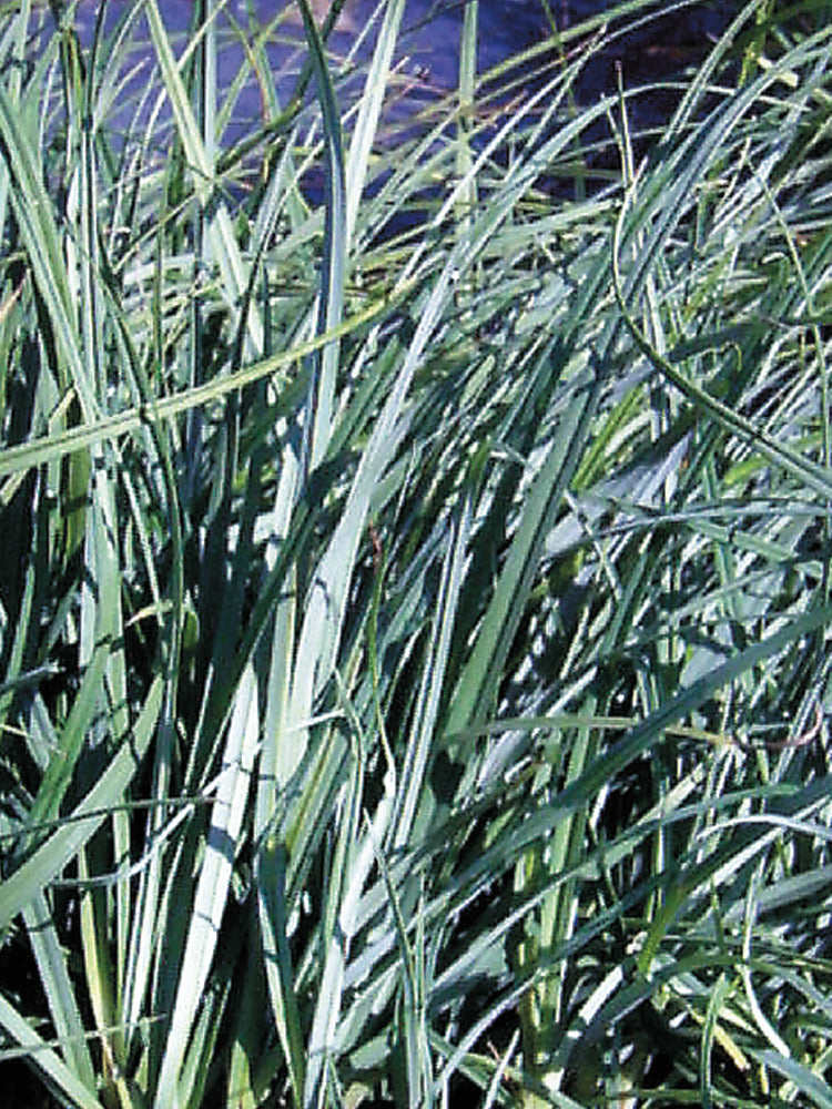 Carex glauca 'Blue Zinger' | Blue Zinger Sedge – Maple Leaf Home Gardens