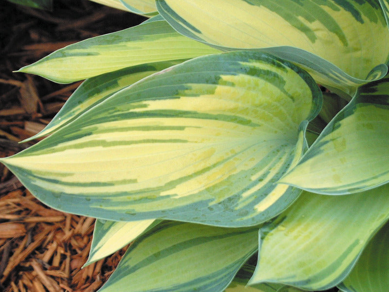 Hosta 'June' | June Hosta – Maple Leaf Home Gardens