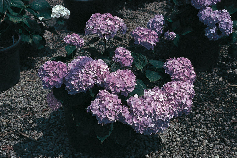 Hydrangea macrophylla 'Bailmer' PP15,298 | Endless Summer® Hydrangea ...