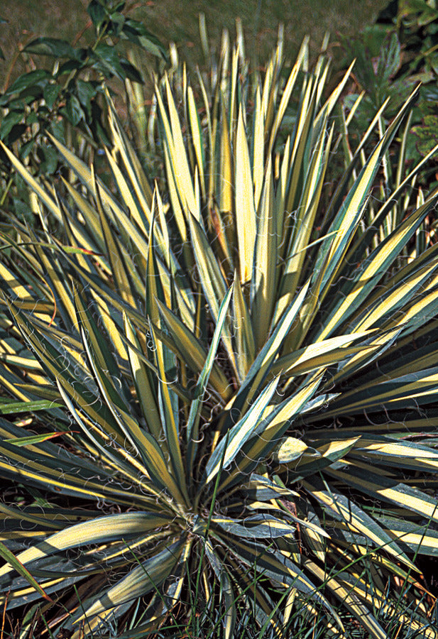 Yucca filamentosa 'Color Guard' | Color Guard Yucca – Maple Leaf Home ...