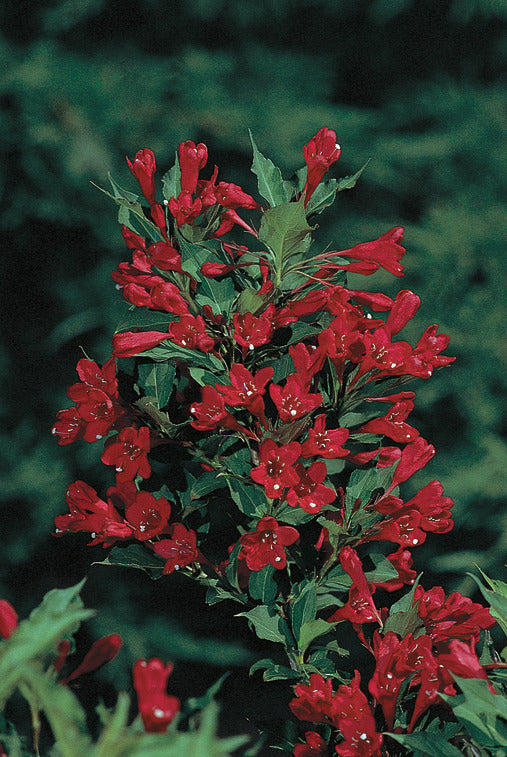 Weigela florida 'Red Prince' | Red Prince Weigela – Maple Leaf Home Gardens