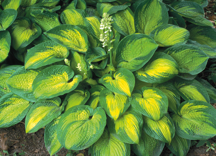 Hosta 'Paradigm' | Paradigm Hosta – Maple Leaf Home Gardens