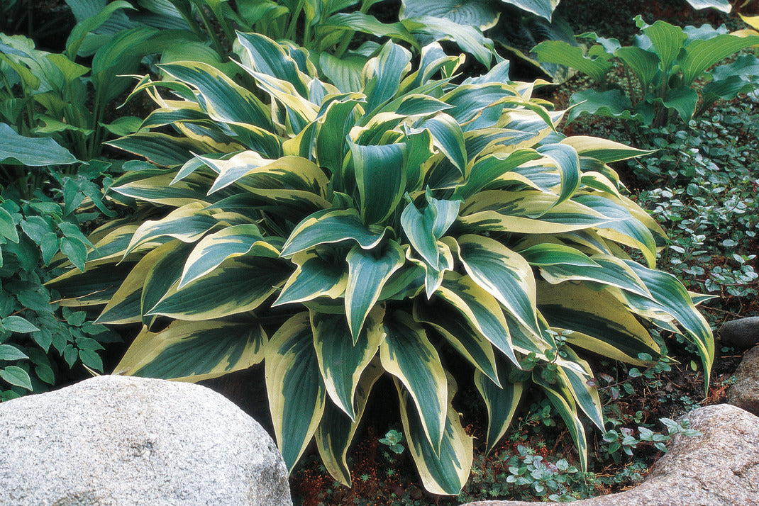Hosta 'Wolverine' | Wolverine Hosta – Maple Leaf Home Gardens