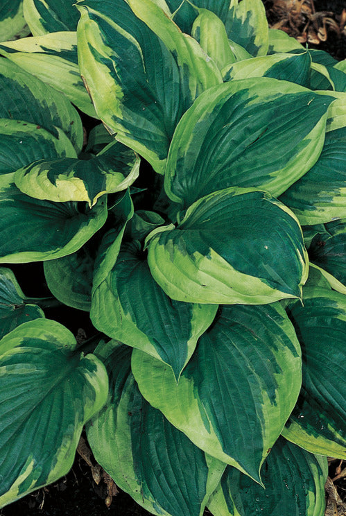 Hosta 'Twilight' PP14040 | Twilight Hosta – Maple Leaf Home Gardens