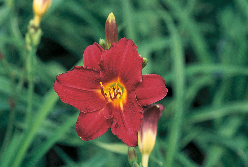 Hemerocallis Ruby Stella™ PPAF | Ruby Stella™ Daylily – Maple Leaf Home ...
