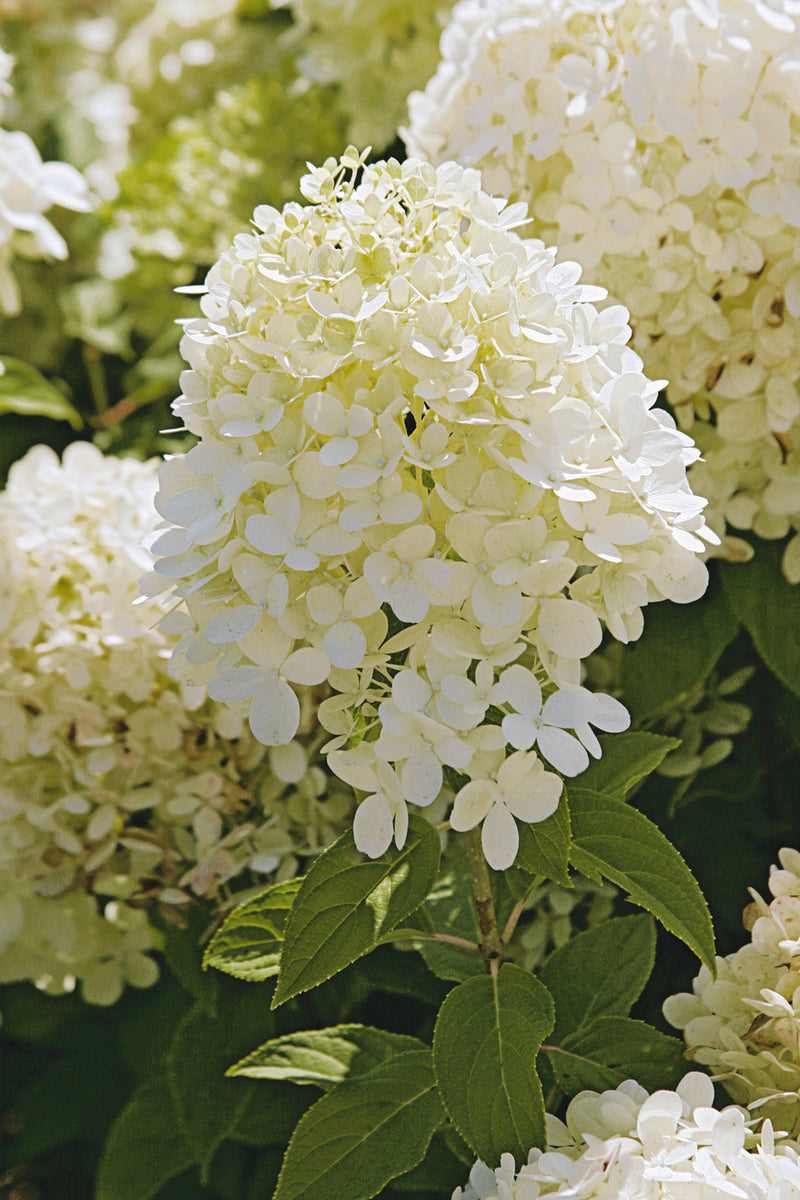 Hydrangea paniculata 'Phantom' | Phantom Hydrangea – Maple Leaf Home ...