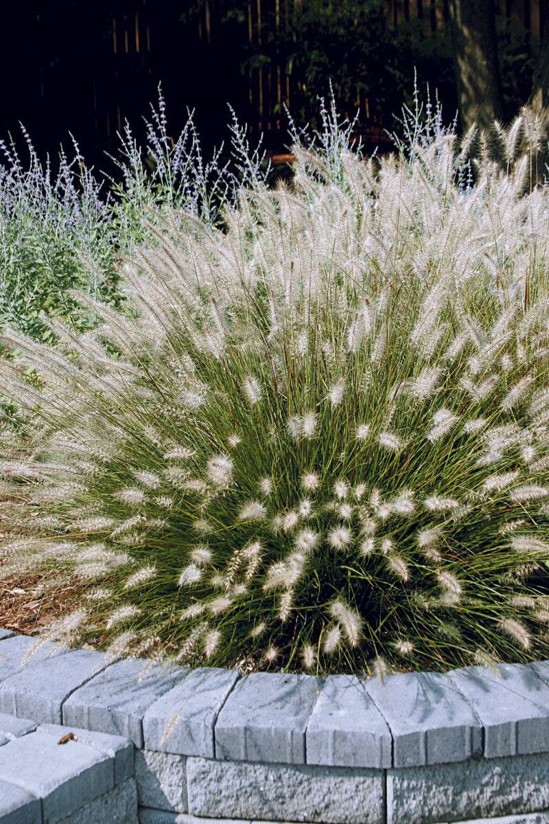 Pennisetum alopecuroides 'Piglet' PPAF | Piglet Fountain Grass – Maple ...