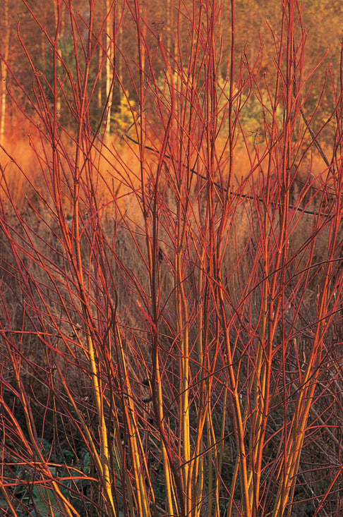 Cornus sericea 'Cardinal' | Cardinal Redtwig Dogwood – Maple Leaf Home ...