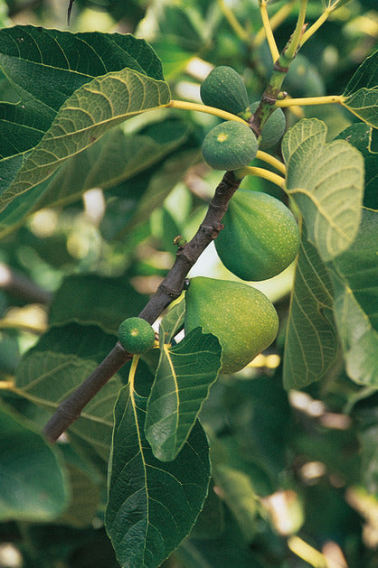 Ficus carica 'Desert King' | Desert King Fig – Maple Leaf Home Gardens