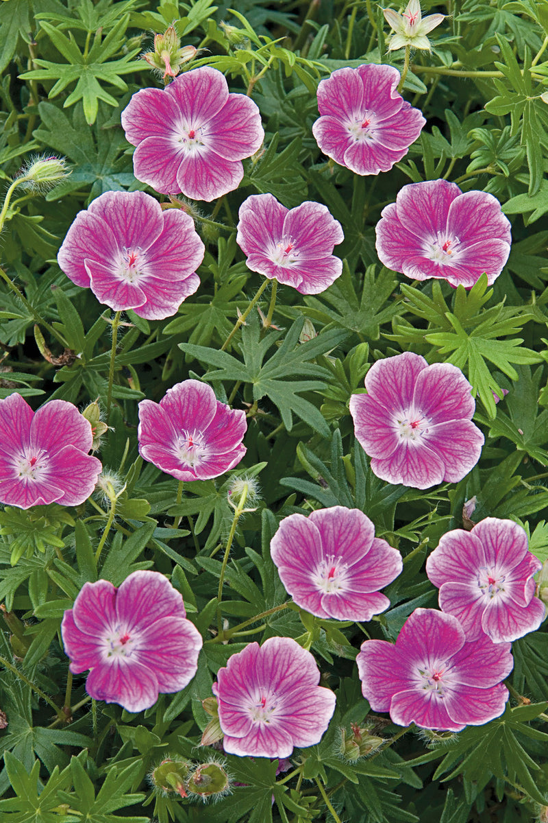 Geranium sanguineum 'Elke' | Elke Geranium – Maple Leaf Home Gardens