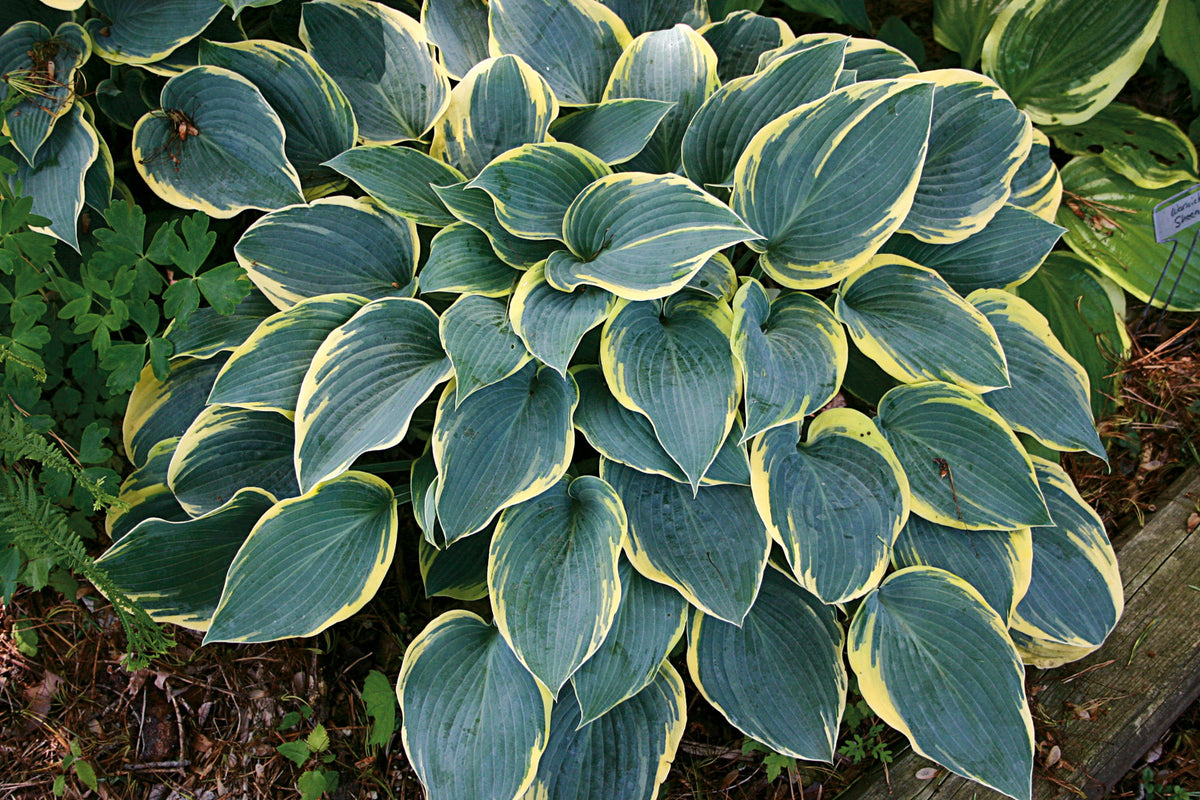 Hosta 'First Frost' | First Frost Hosta – Maple Leaf Home Gardens