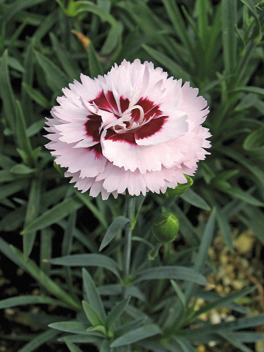 Dianthus 'Devon Yolande' PP16029 | Raspberry Surprise Dianthus – Maple ...