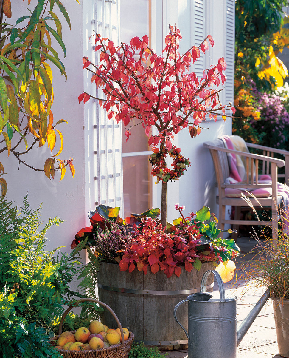 Euonymus alatus 'Compacta' | Dwarf Burning Bush -Tree Form – Maple Leaf ...