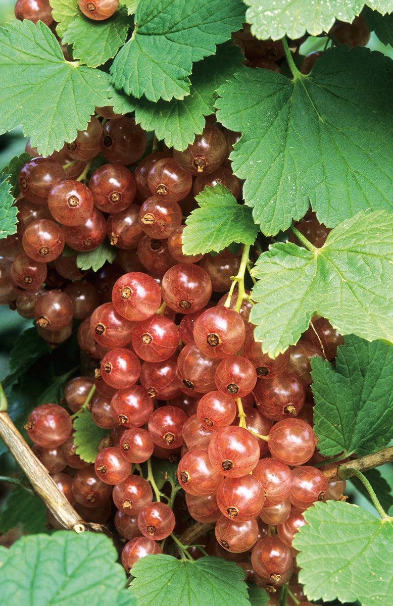 Ribes rubrum 'Champagne' | Champagne White Currant – Maple Leaf Home ...