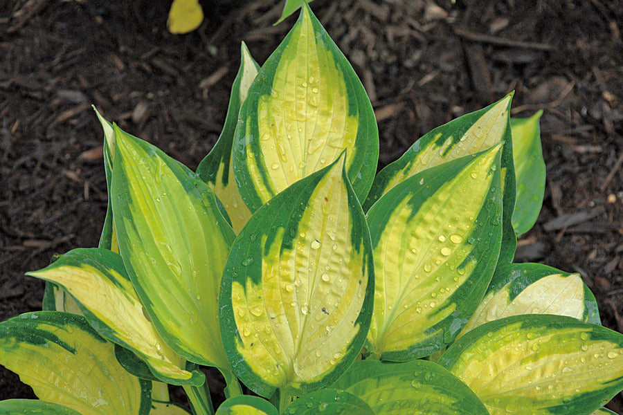 Hosta 'Happy Dayz' | Happy Dayz Hosta – Maple Leaf Home Gardens