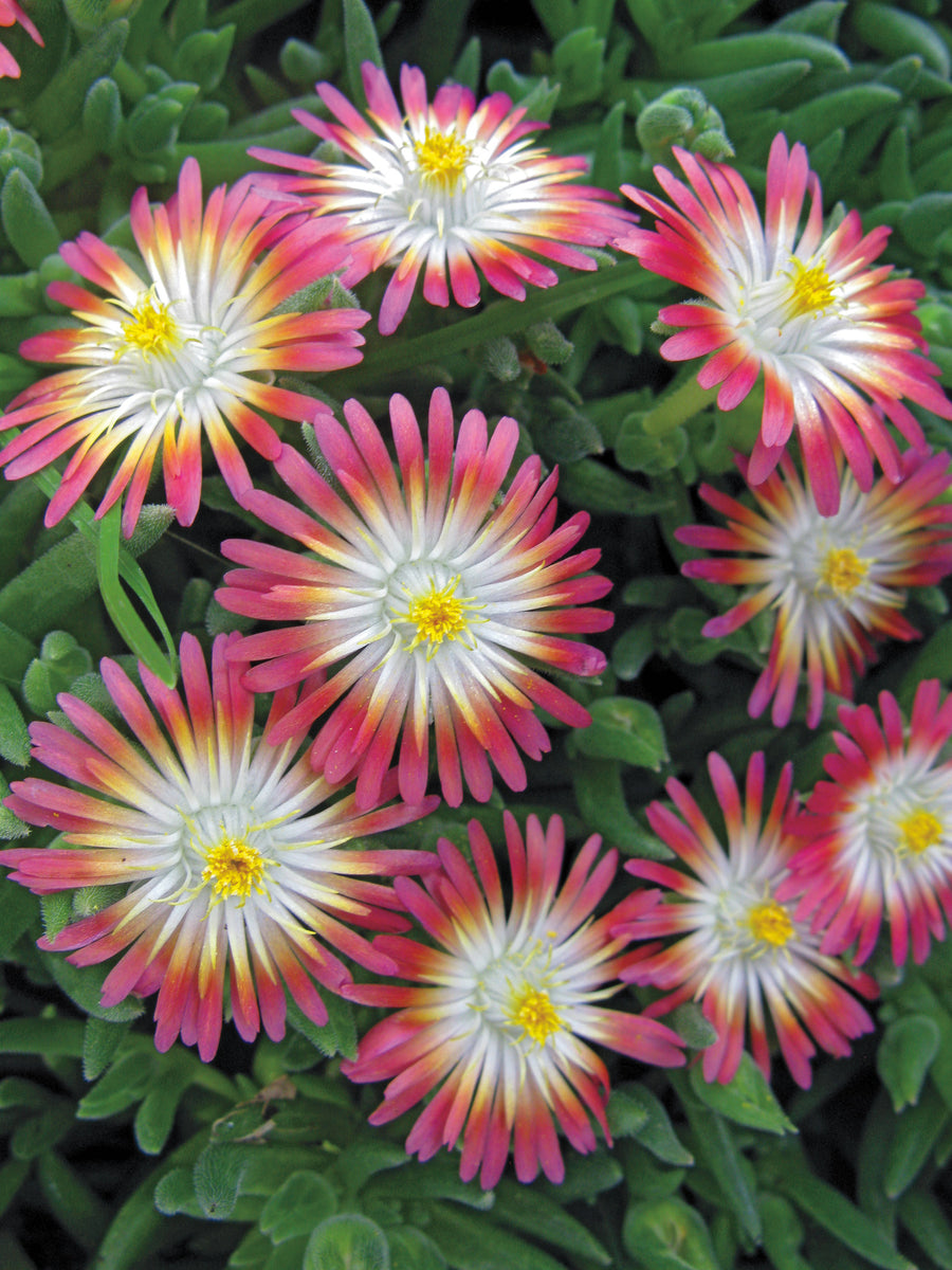 Delosperma 'Jewel of Desert Ruby' PP23,453 | Jewel of Desert Ruby Ice ...