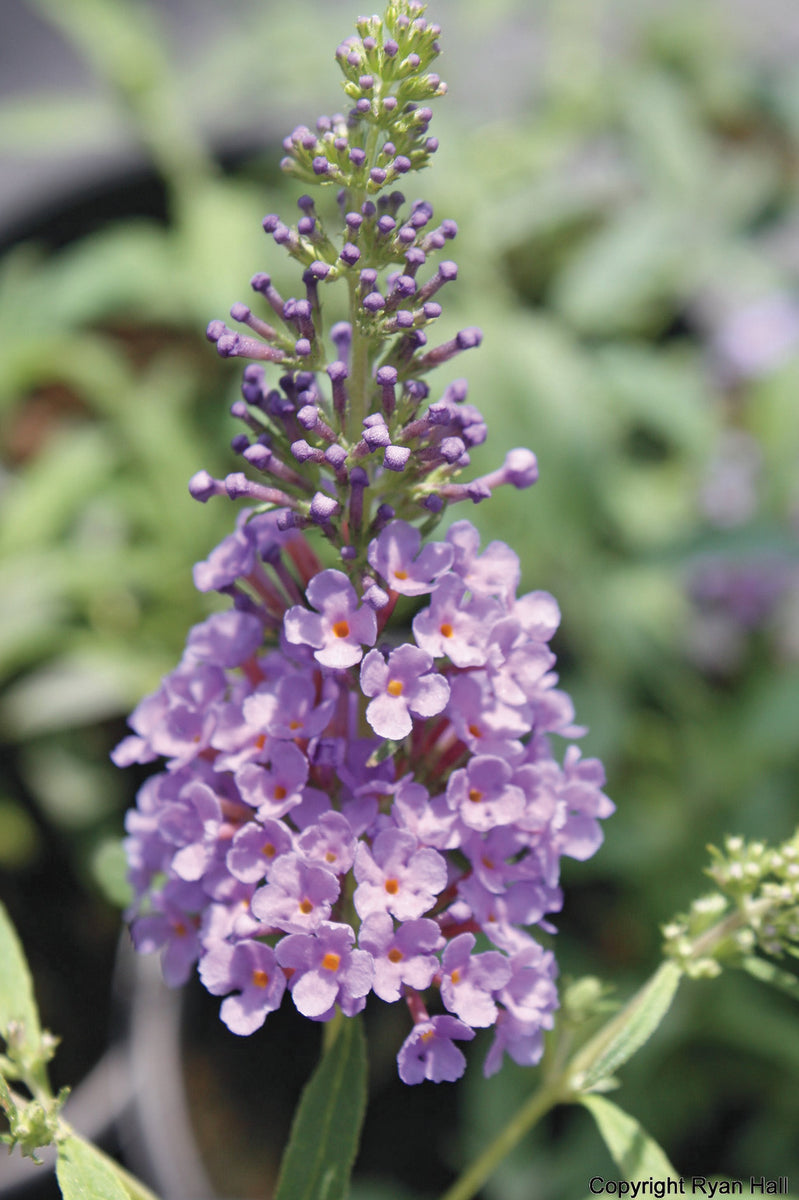Buddleia Buzz™ Sky Blue PPAF | Buzz™ Sky Blue Butterfly Bush – Maple ...