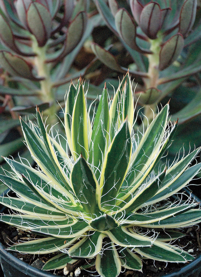 Agave schidigera 'Queen of White Thread' | Queen of White Thread Centu ...