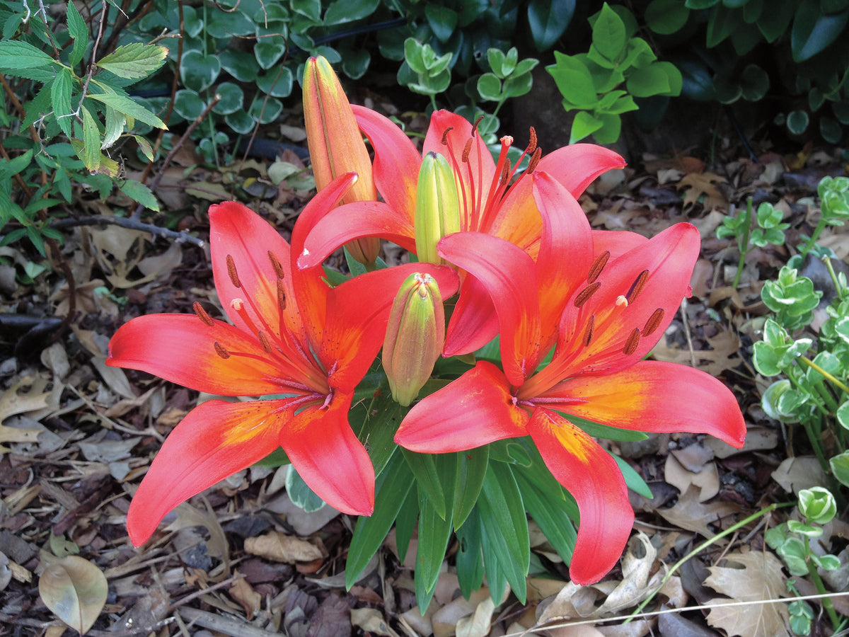 Lilium asiatic 'Matrix' | Matrix Asiatic Lily – Maple Leaf Home Gardens