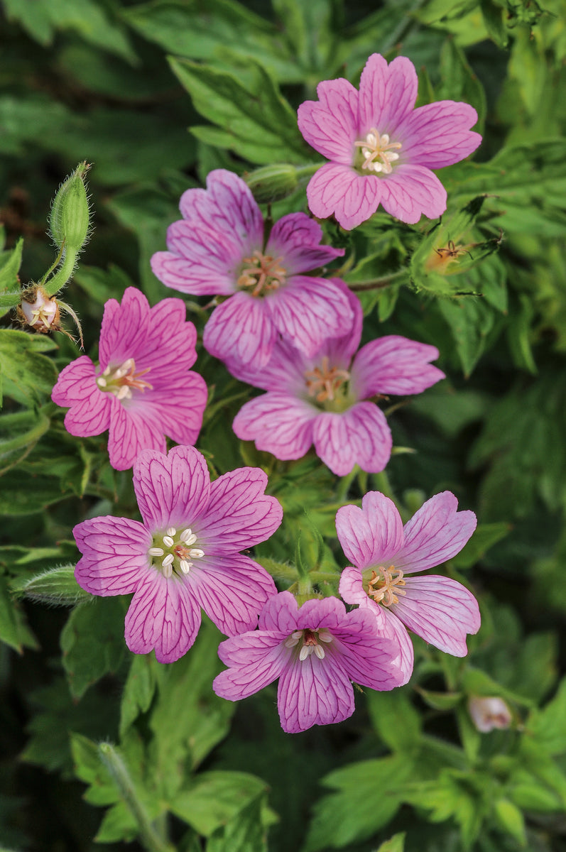 Geranium 'Fay Anna' | Fay Anna Geranium – Maple Leaf Home Gardens