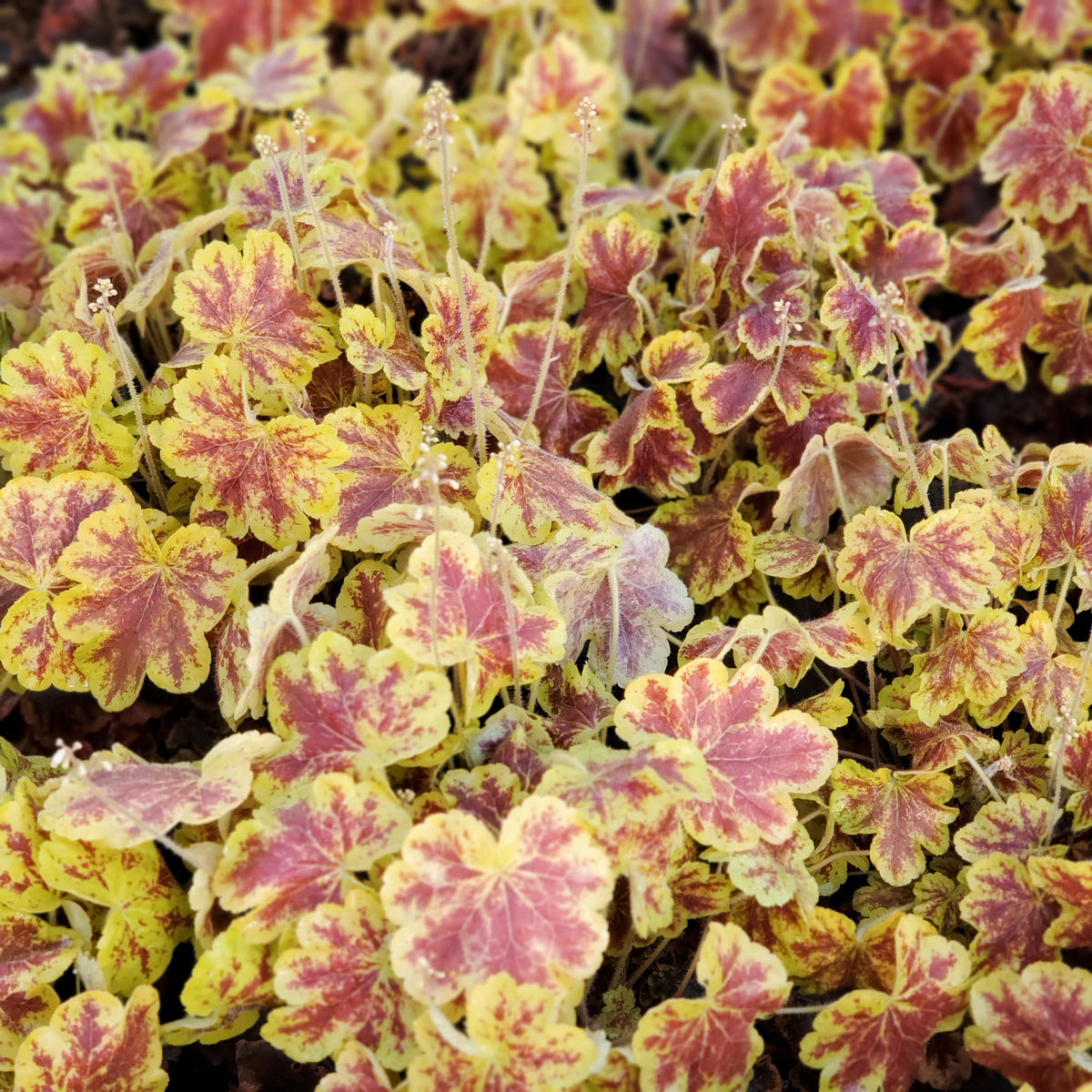 Heucherella 'Solar Eclipse' PPAF | Solar Eclipse Heucherella – Maple ...