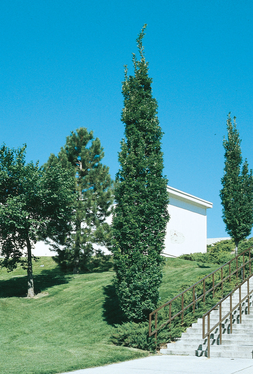 Quercus robur 'Fastigiata' | Columnar English Oak – Maple Leaf Home Gardens