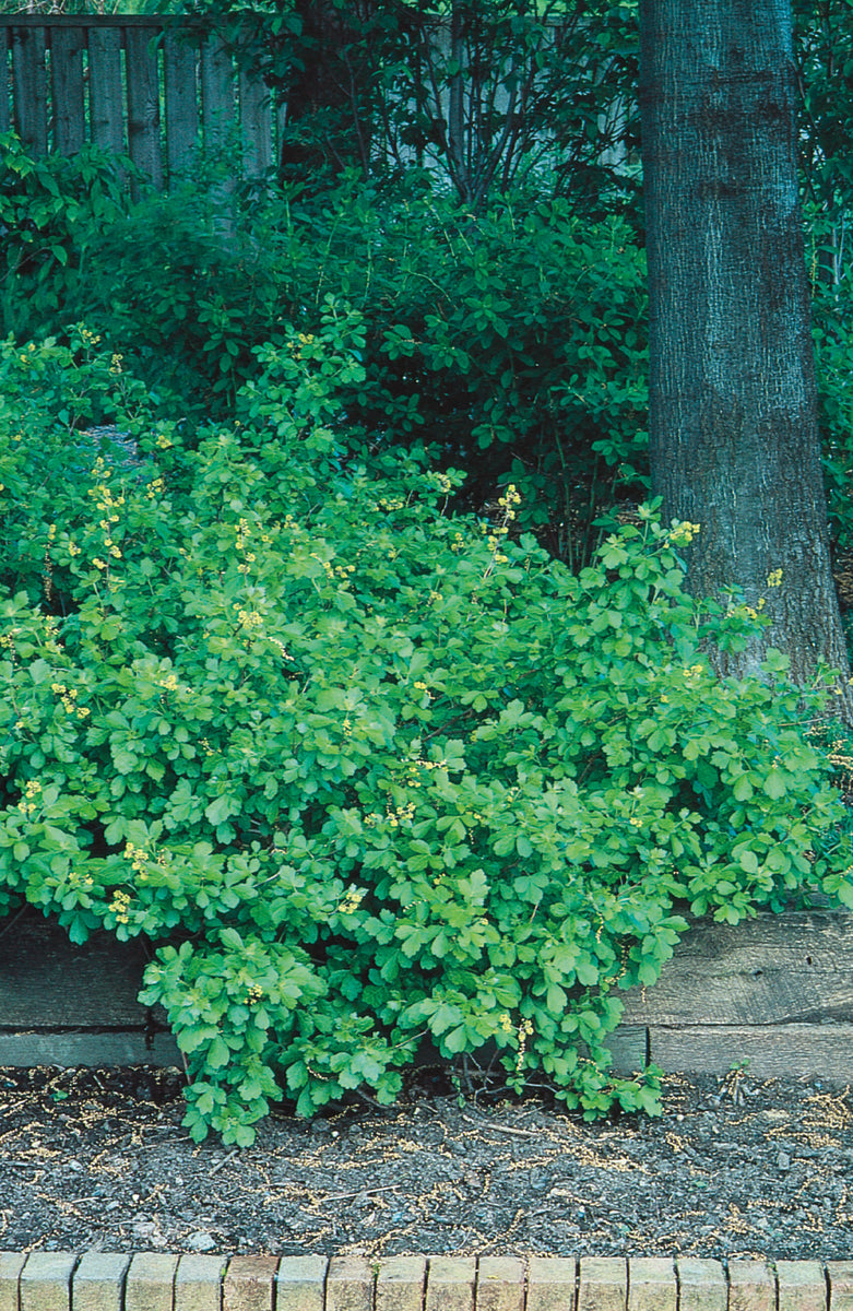 Rhus aromatica 'Gro-Low' | Gro-Low Fragrant Sumac – Maple Leaf Home Gardens