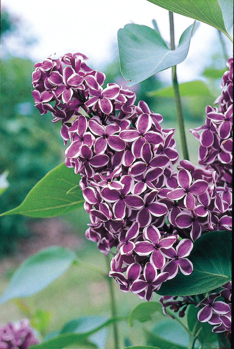 Syringa vulgaris 'Sensation' | Sensation Lilac – Maple Leaf Home Gardens