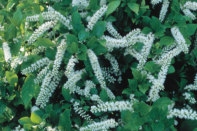 Itea virginica 'Sprich' USPP 10,988 | Little Henry® Sweetspire – Maple ...
