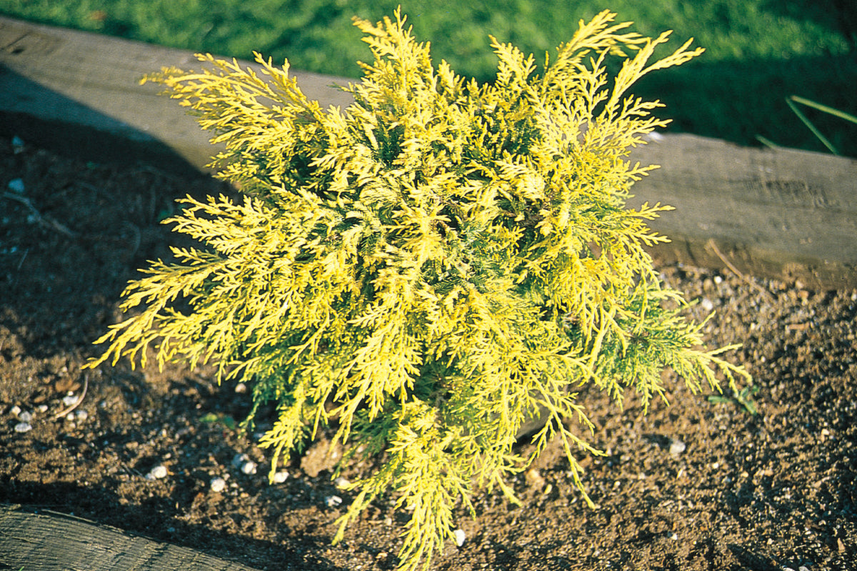 Juniperus x pfitzeriana 'MonSan' PP17622 | Sea of Gold® Juniper – Maple ...