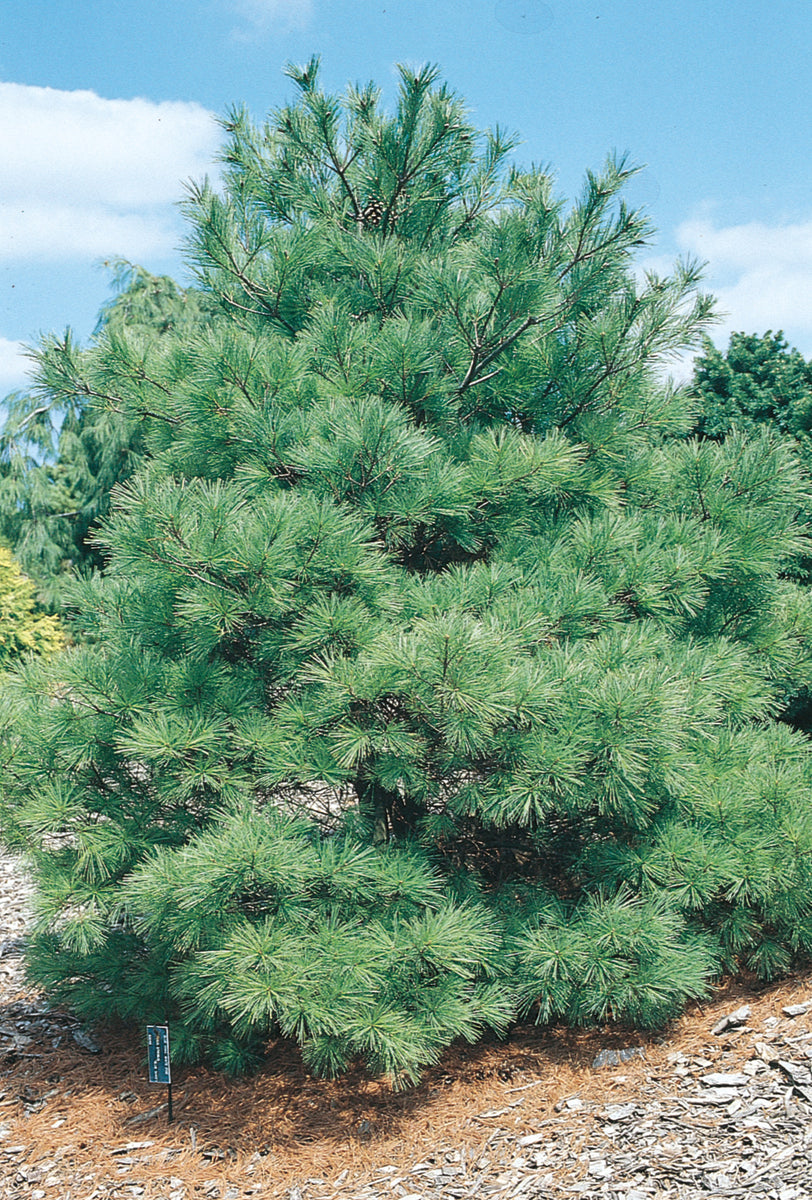 Pinus strobus nana 'Blue Shag' | Blue Shag White Pine – Maple Leaf Home ...