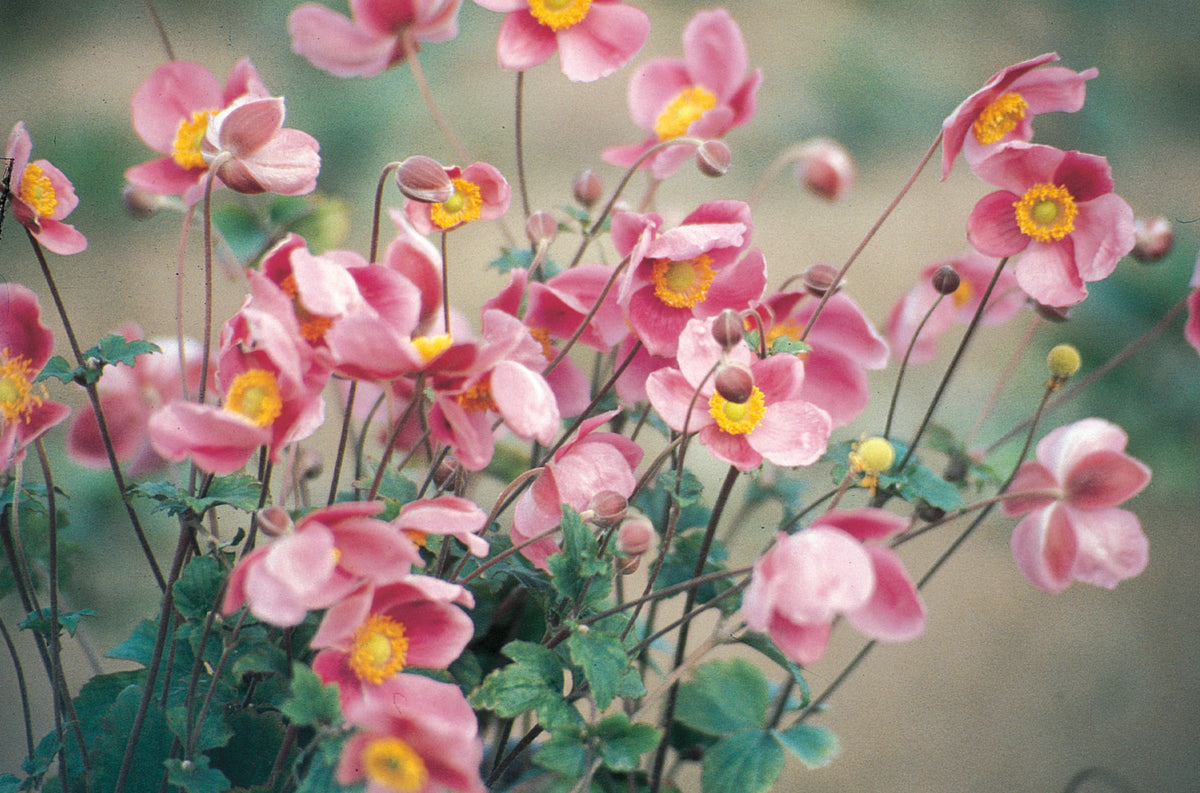 Anemone tomentosa 'Robustissima' | Japanese Windflower – Maple Leaf ...