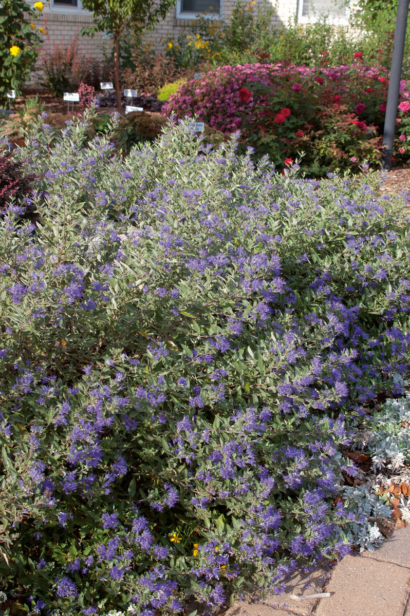 Caryopteris x clandonensis 'Blauer Splatz' | First Editions™ Sapphire ...