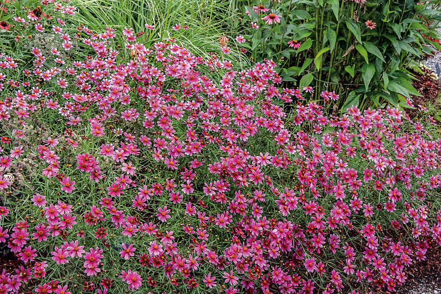 Coreopsis 'Show Stopper' PP22671 | Show Stopper Coreopsis – Maple Leaf ...