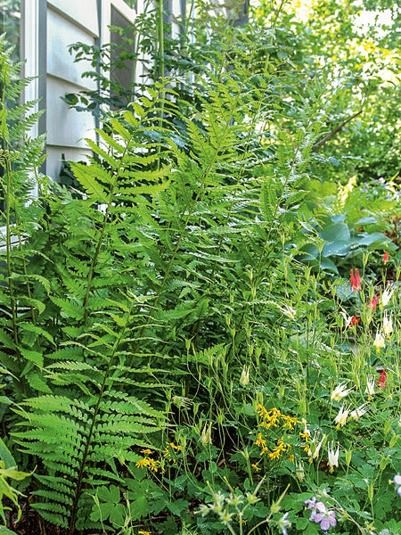 Dryopteris x australis | Dixie Wood Fern – Maple Leaf Home Gardens