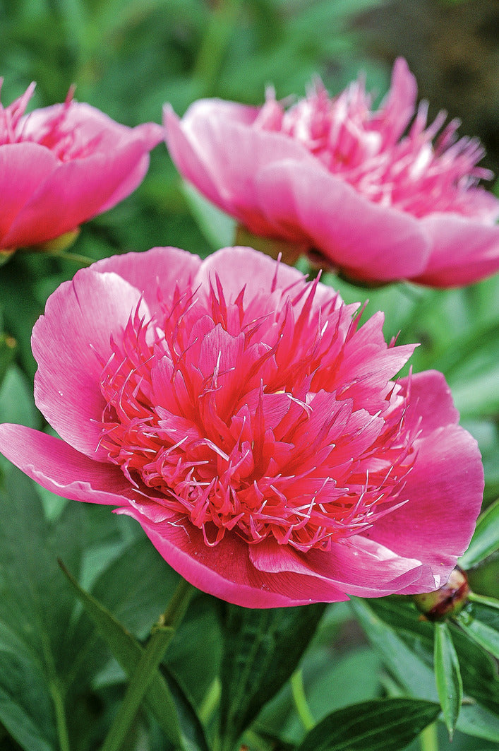 Paeonia officinalis 'Anemoniflora' | Anemone-Flowered Peony – Maple ...