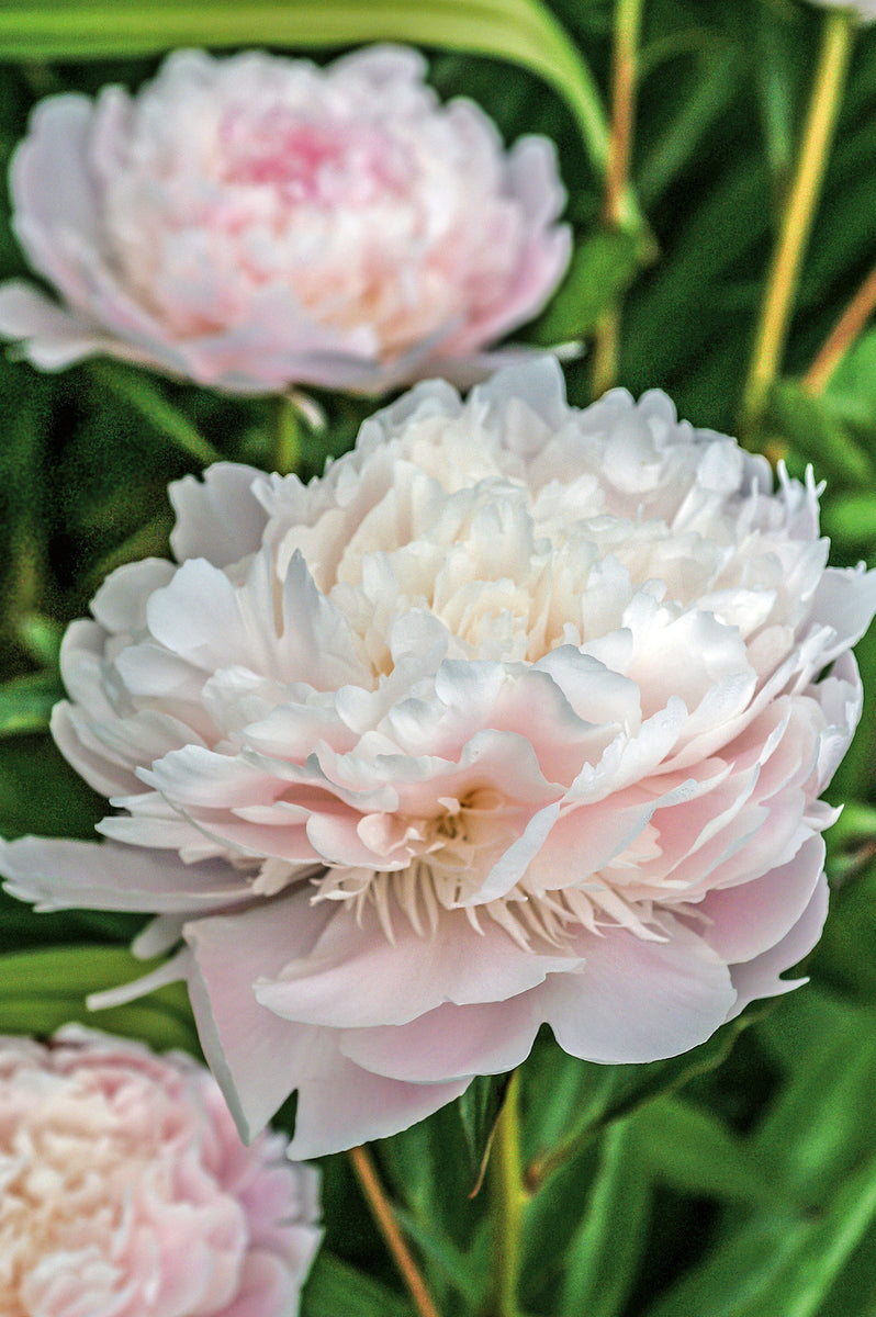 Paeonia lactiflora 'Pecher' | Pecher Peony – Maple Leaf Home Gardens