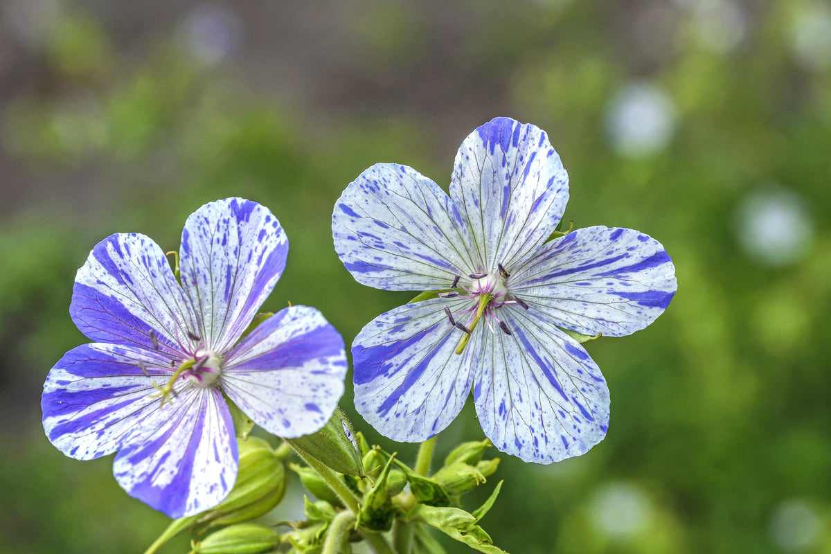 Geranium praetense 'Delft Blue' | Delft Blue Geranium – Maple Leaf Home ...