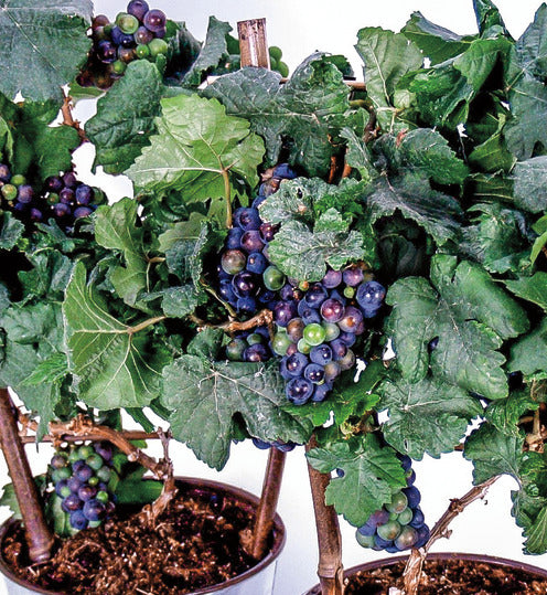 Vitis vinifera 'Pinot Meunier' | Pinot Meunier Pixie Grape – Maple Leaf ...