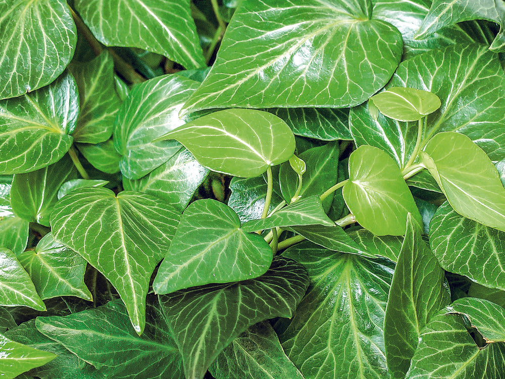 Hedera helix 'Teardrop' | Teardrop English Ivy – Maple Leaf Home Gardens