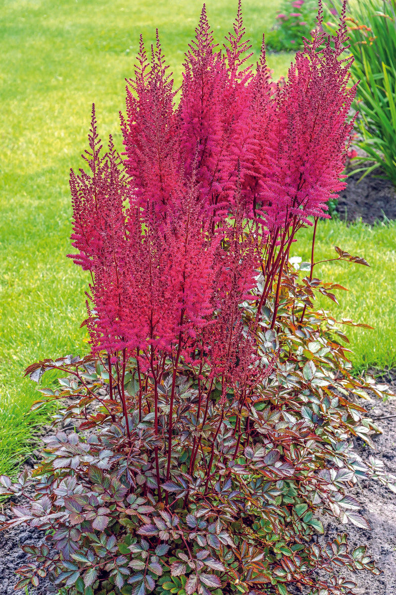 Astilbe x Mighty™ 'Chocolate Cherry' PPAF | Astilbe Mighty™ Chocolate ...