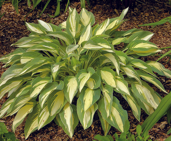 Hosta 'Moonstruck' | Moonstruck Hosta – Maple Leaf Home Gardens