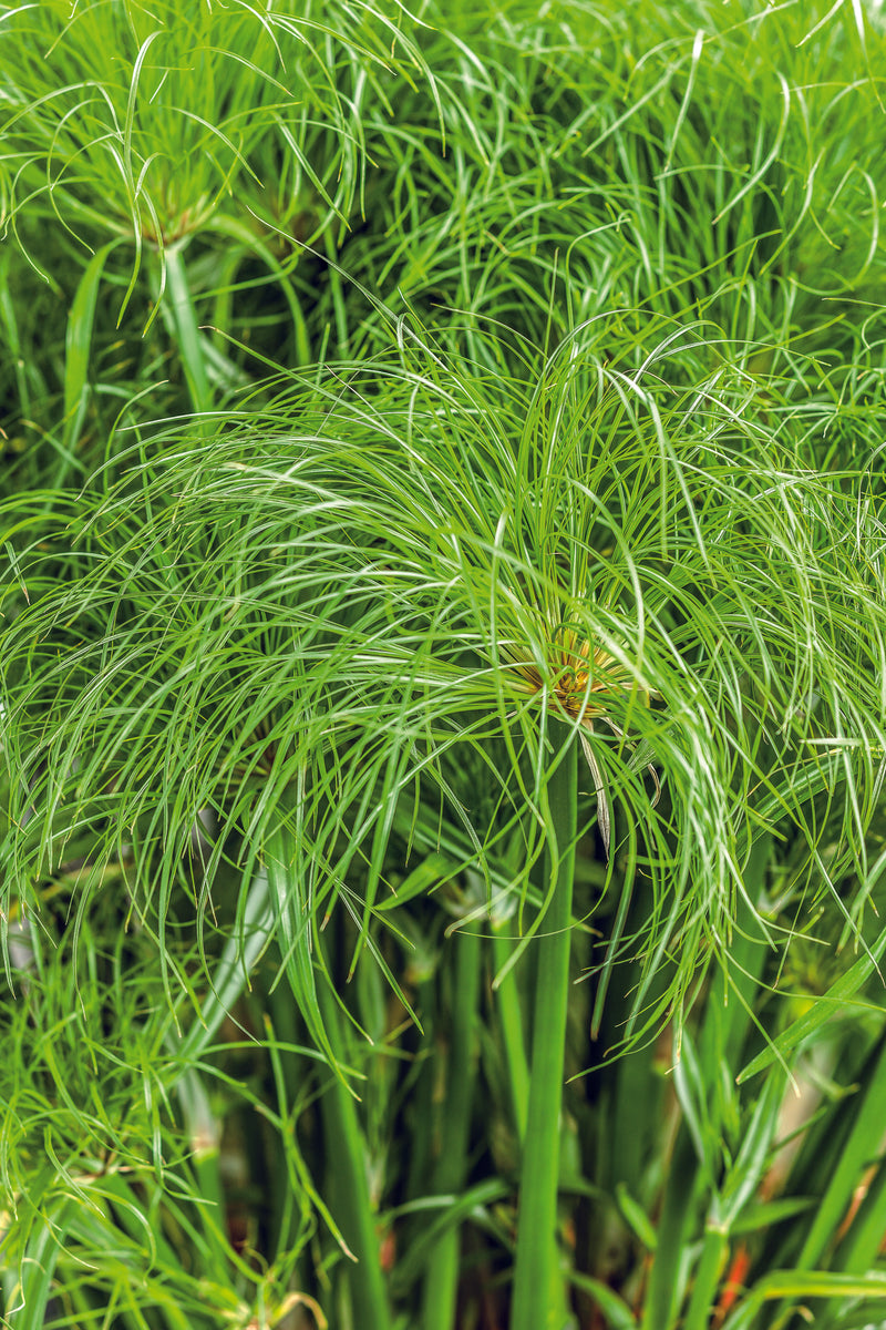Cyperus papyrus Prince Tut™ | Graceful Grasses® Prince Tut™ Papyrus ...