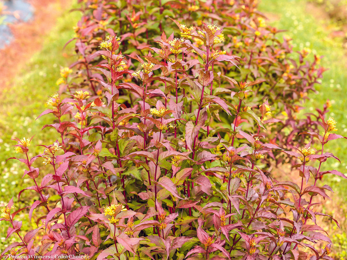 Diervilla sp. 'G2X885411' PP 28,403 CBRAF | Kodiak® Red Dwarf Bush Hon ...